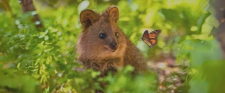11 Fun Facts About Quokkas - Visiting Australia