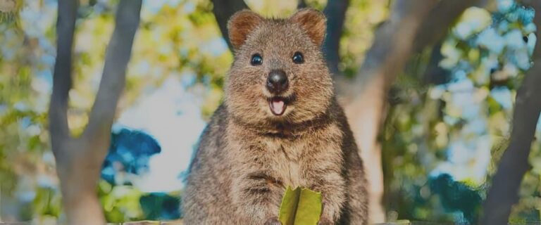 11 Fun Facts About Quokkas - Visiting Australia