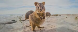 11 Fun Facts About Quokkas - Visiting Australia