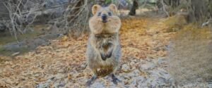 11 Fun Facts About Quokkas - Visiting Australia