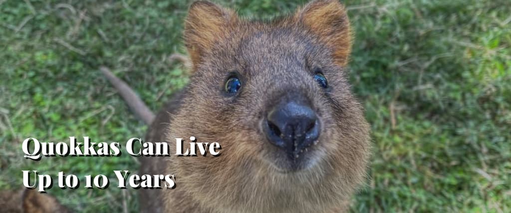 11 Fun Facts About Quokkas - Visiting Australia