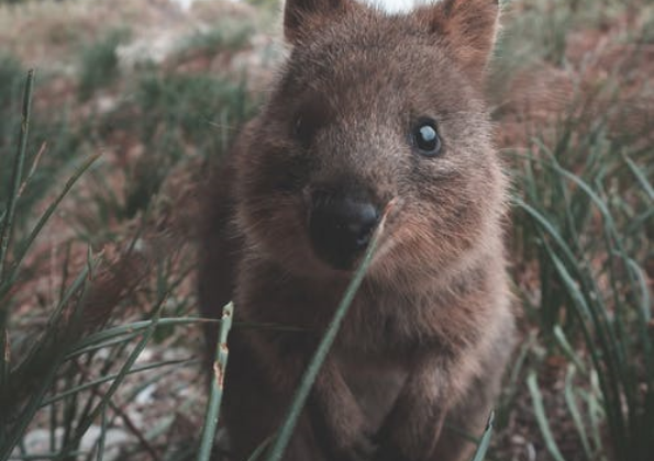 11 Fun Facts About Quokkas – Visiting Australia