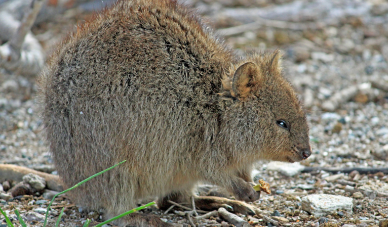 11 Fun Facts About Quokkas – Visiting Australia