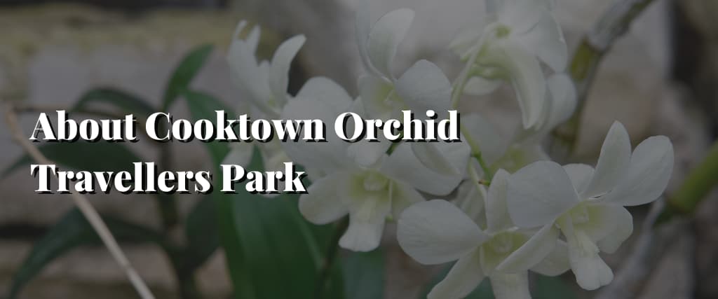 A review of the Cooktown Orchid Travellers Park in Far North Queensland ...