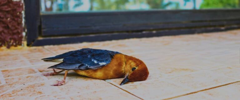 How to Revive a Dead Bird? - Visiting Australia