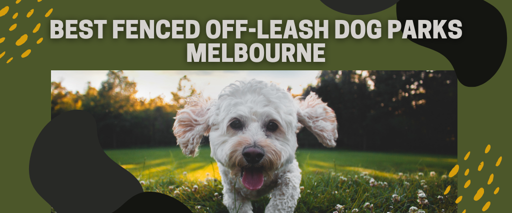 Best Fenced Off-Leash Dog Parks Melbourne – Visiting Australia