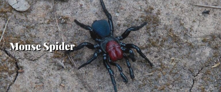 10 of the most deadly spiders in Australia to be aware of - Visiting ...