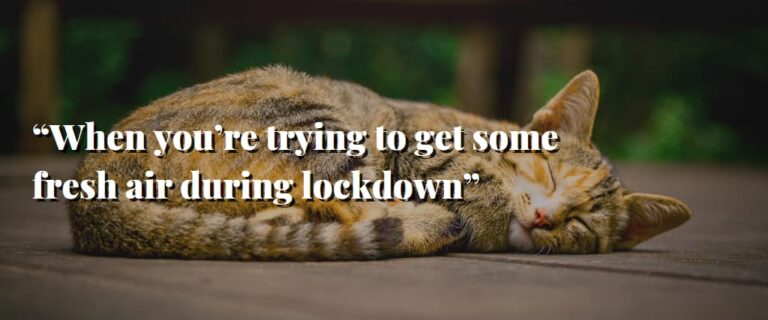62 of the Best Lockdown Memes in Australia - Visiting Australia