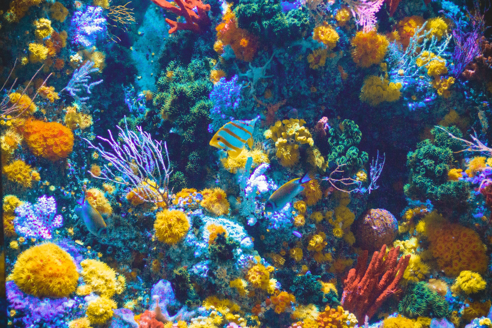 A Guide to Sea Life Aquariums - Visiting Australia