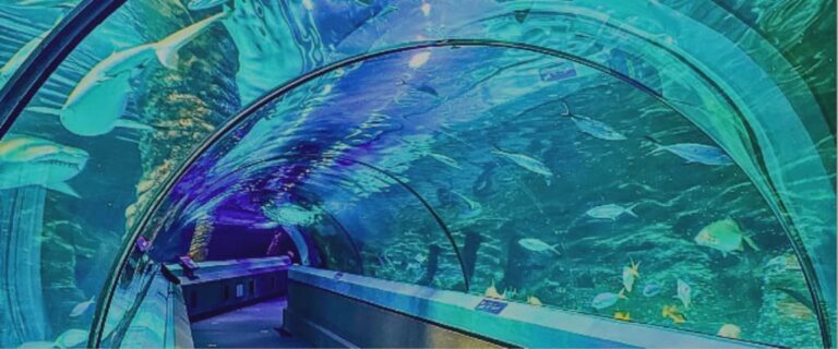Best Zoos and Aquariums in Brisbane - Visiting Australia