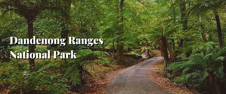 14 Must-Visit Places in the Dandenong Ranges - Visiting Australia