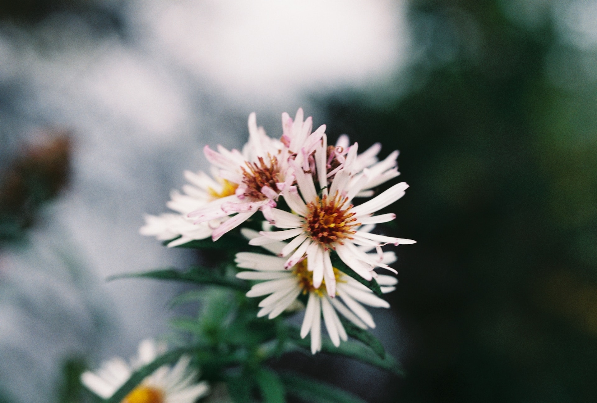 The Ultimate Guide to Visiting Mount Beauty, Victoria - Visiting Australia